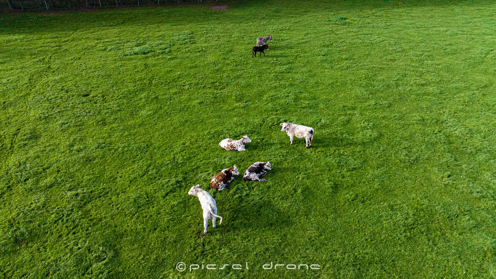 RURAL, CULTURES & ÉLEVAGE